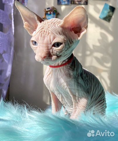 Солнечное мурррчащее счастье в дом