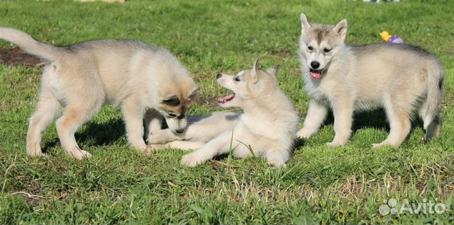 Сибирские хаски