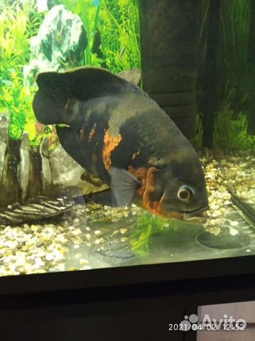 Астронотус