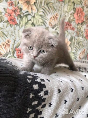 Вислоухая красавица