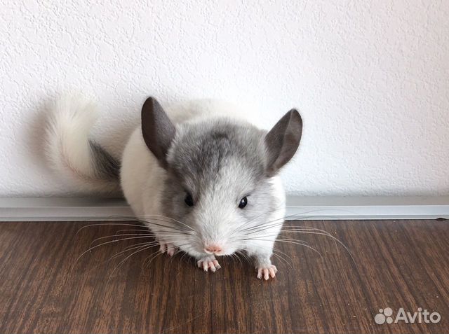Шиншилла самец белый эбони 28.02.21