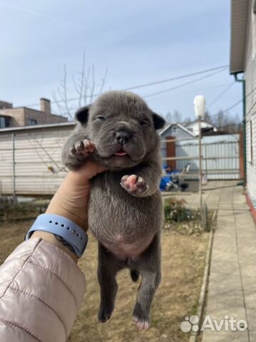 Американские булли