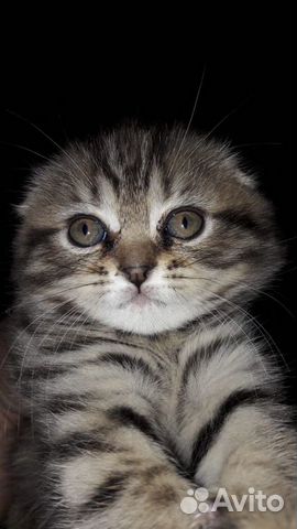 Котенок