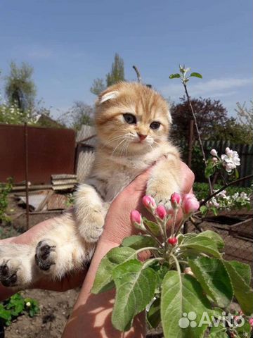 Шотландская вислоухая кошка