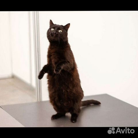 Молодая кошка