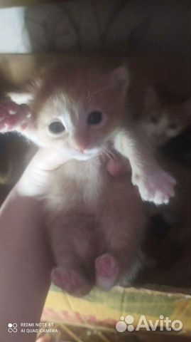 Котята, полусебирки) ждут мам и пап