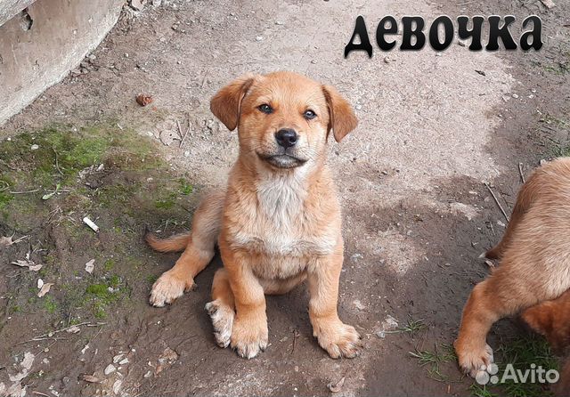 Отдается девочка 3 месяца