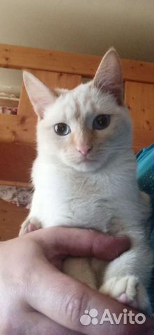 Кот Сиамчик