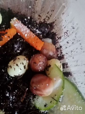 Архахатины