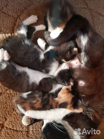 Котята отдам бесплатно