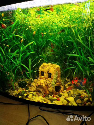 Растения для аквариума бесплатно