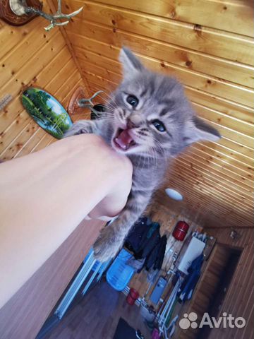 Британские котятки бесплатно
