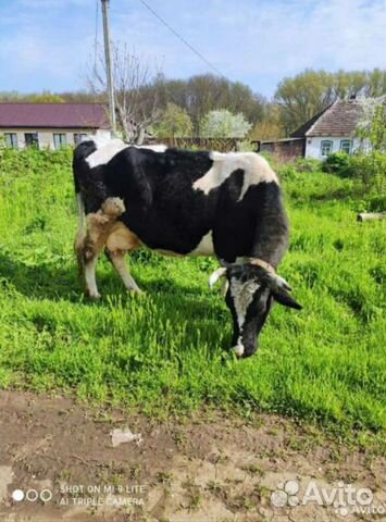 Продаю коров,тёлок