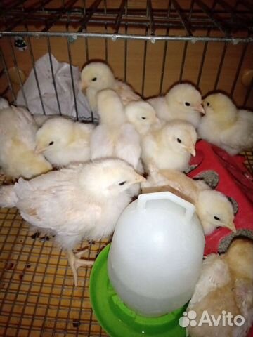 Цыплята минимясные
