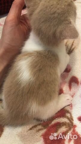 Персиковый малыш- в добрые руки