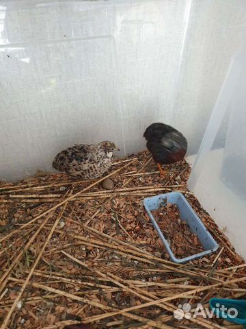 Китайский расписной перепел