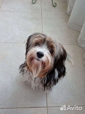 Щенки бивер йорка