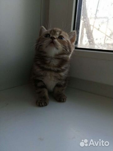 Британские котята