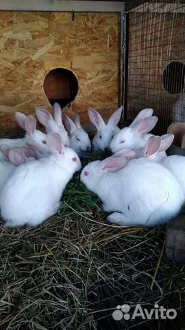 Кролики