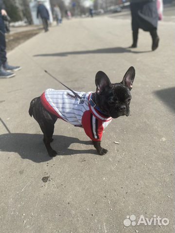 Французский бульдог