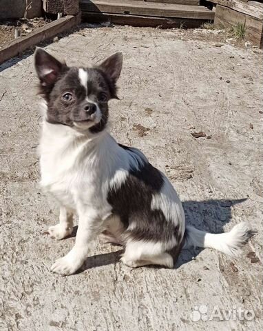 Чихуахуа бело голубой мальчик