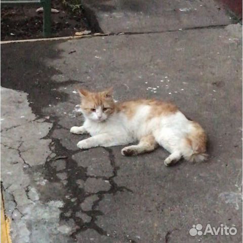 Отдам в добрые руки