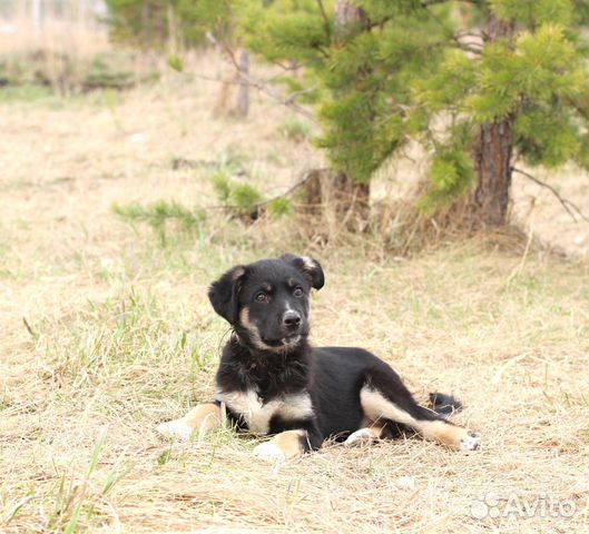 Ласковое чудо Варя, щенуля 2.5 мес, в дар