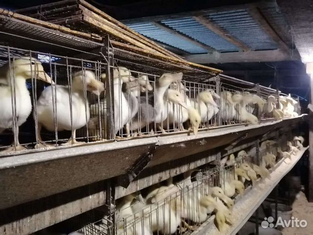 Утята голубой фаворит