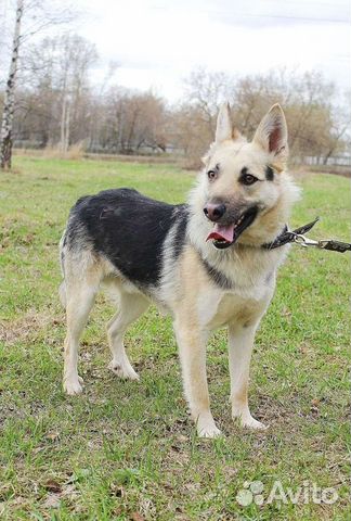 Норд в добрые руки из приюта
