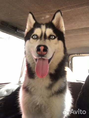 Найден кабель хаски