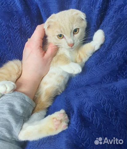 Шотландский вислоухий котенок в добрые руки