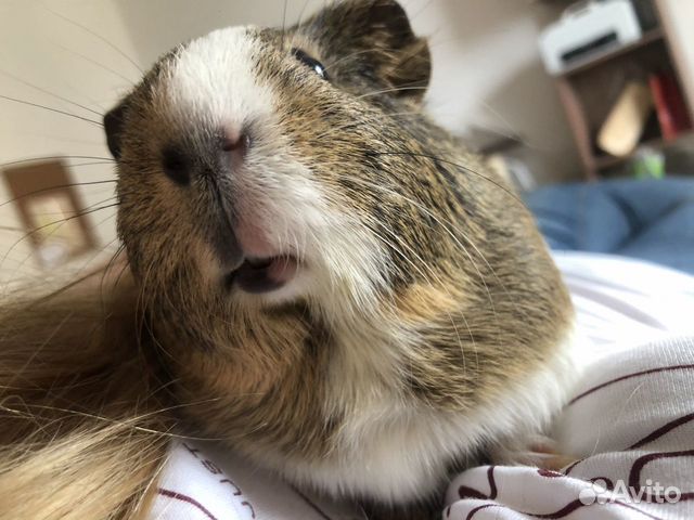 Морские свинки