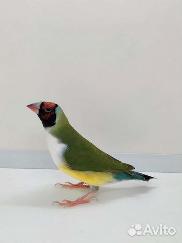 Амадины Гульда