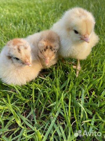Орпингтон цыплята