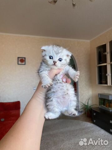 Шотландский вислоухий котенок