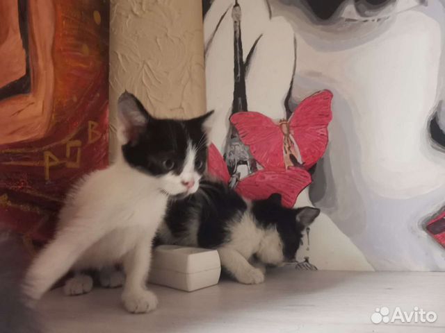 Котята в добрые руки
