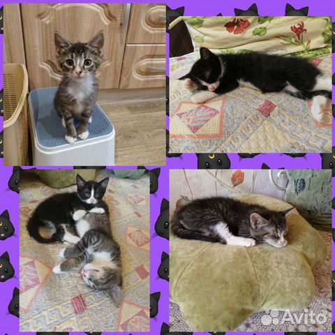 Шикарные котятки