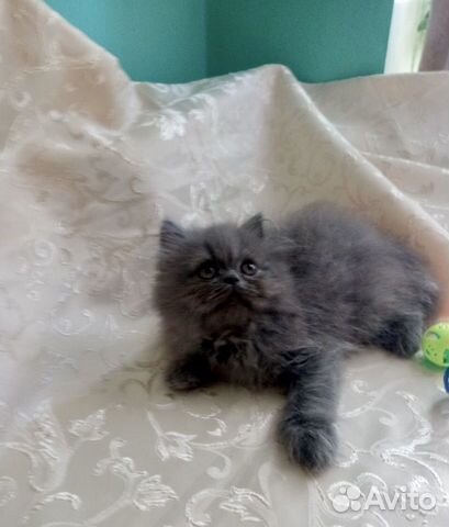 Персидские котята