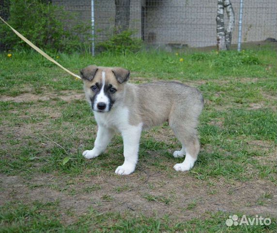 Щенок-бобтейл (мальчик, 2 месяца) в добрые руки