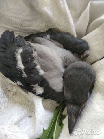 Галчëнок вылеток