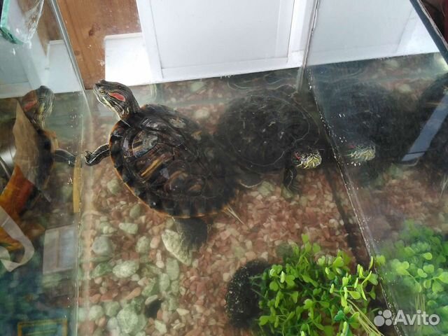 Краснаухоя черепаха, отдам в хорошие руки. Вместе