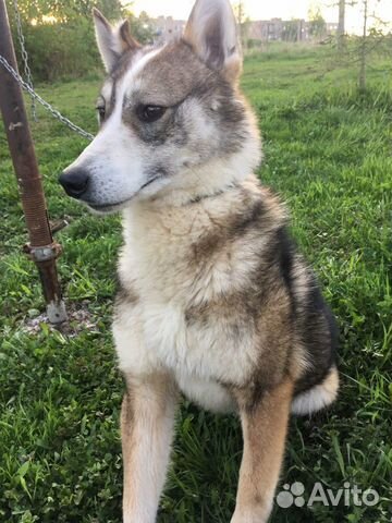 Лайка западно сибирская (зсл)