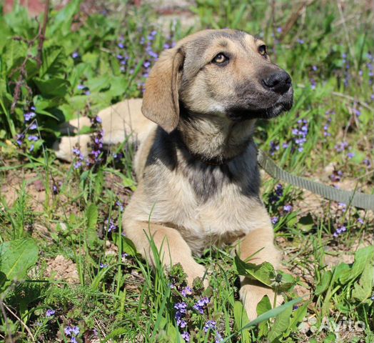 Щенок в добрые руки