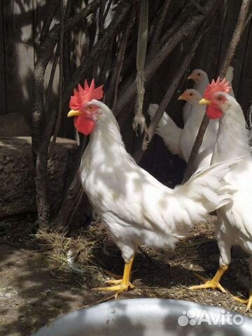 Петух Легорн белый