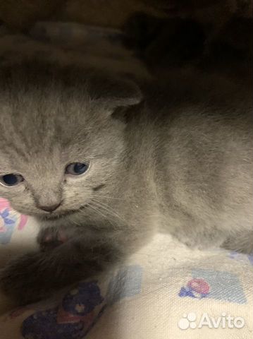 Кошки на продажу