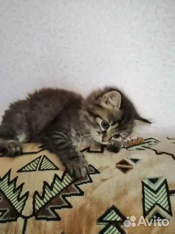 Котёнок Багира