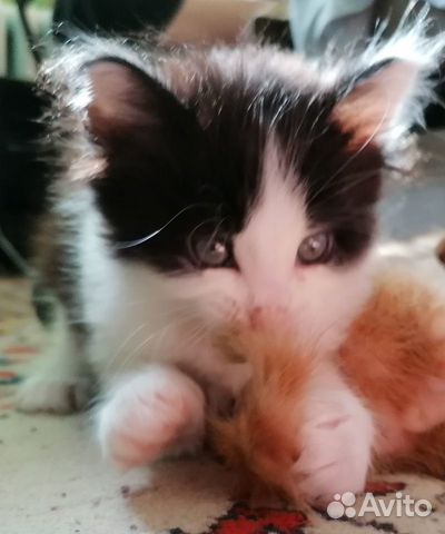 Кошка(котенок 1.5 месяца)