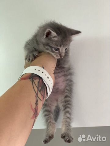 Котик