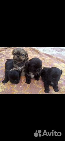 Продаются щенки пекинеса