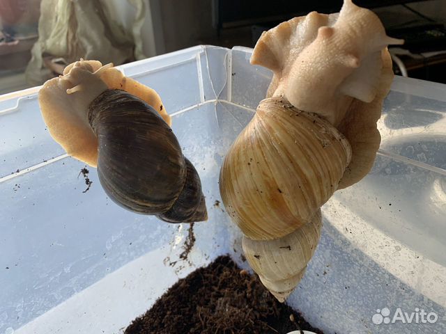 Улитки ахатины бесплатно